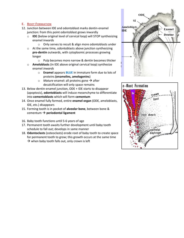 Tooth Formation | PDF