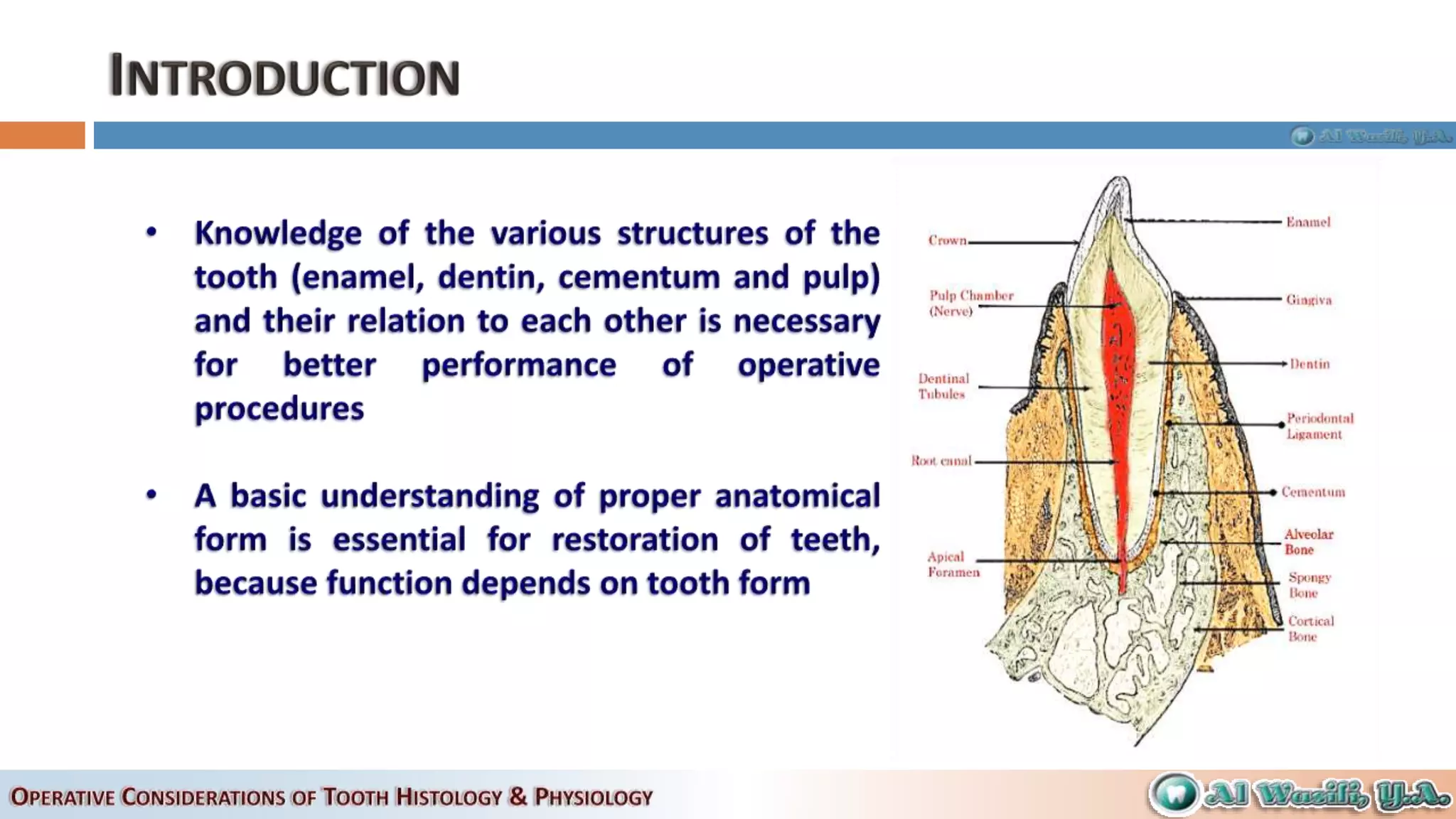 Operative Considerations of Tooth histology & physiology - 2018 | PPT