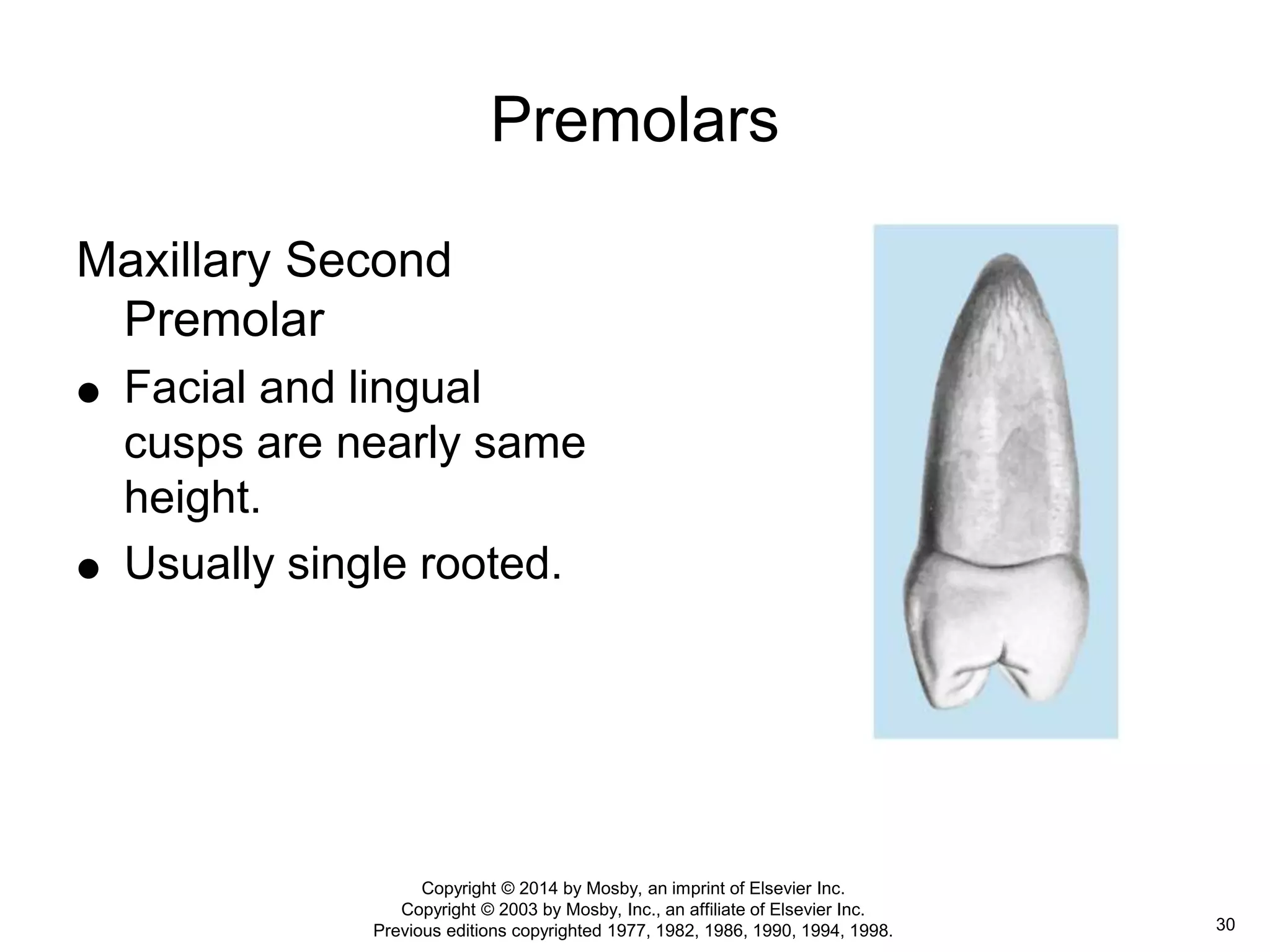 Oral Anatomy: Tooth identification | PPTX