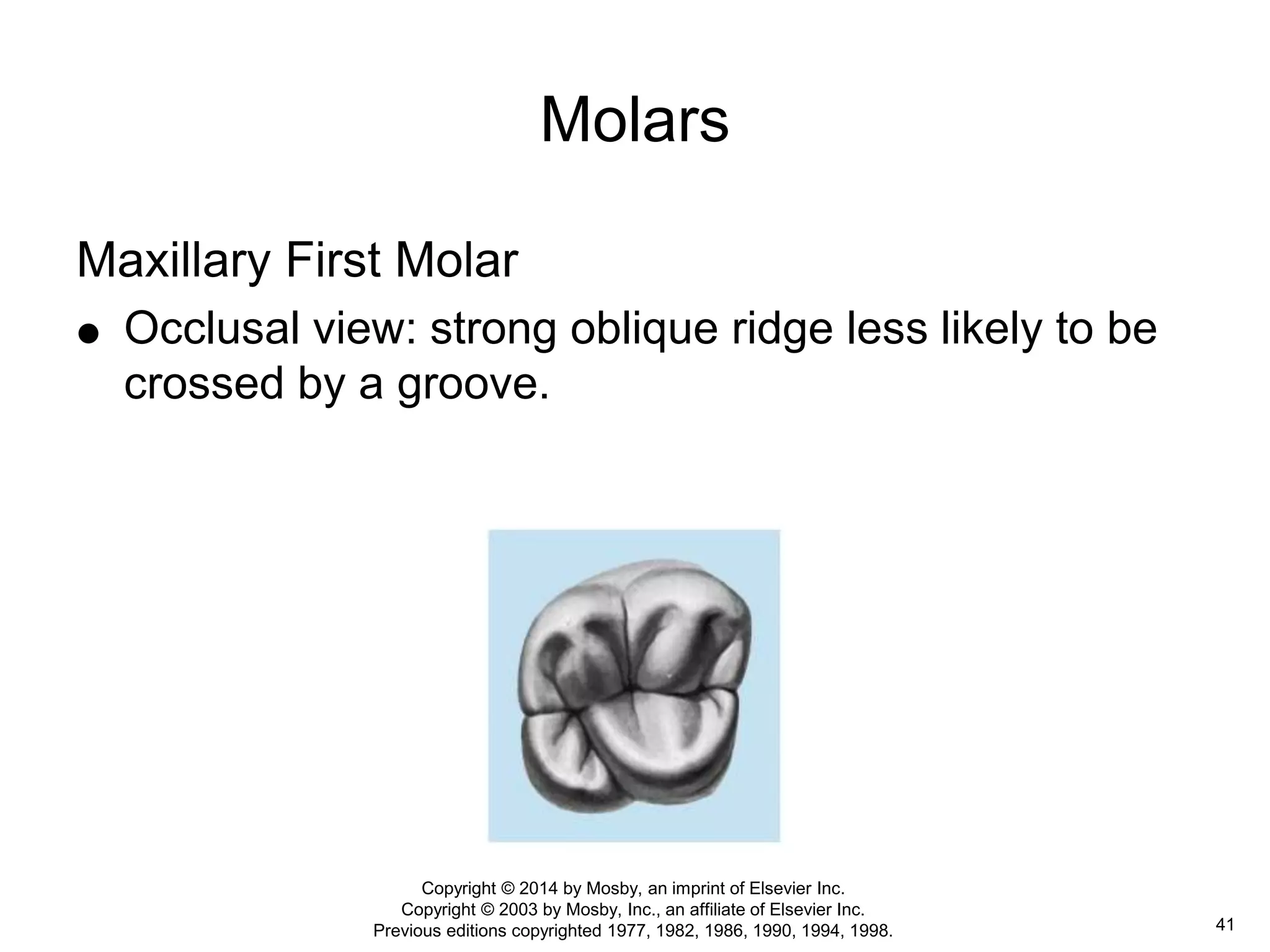Oral Anatomy: Tooth identification | PPTX