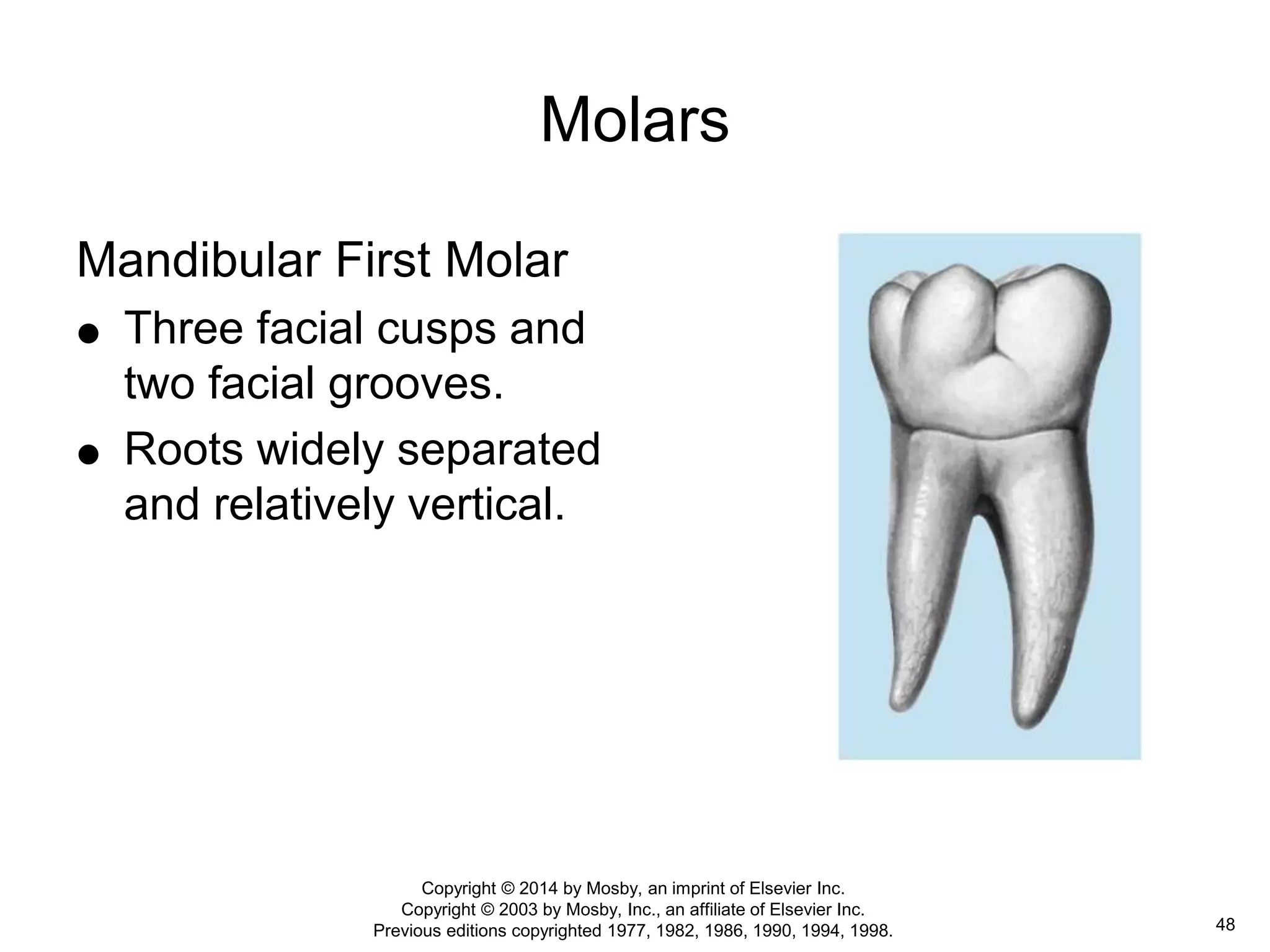 Oral Anatomy: Tooth identification | PPTX