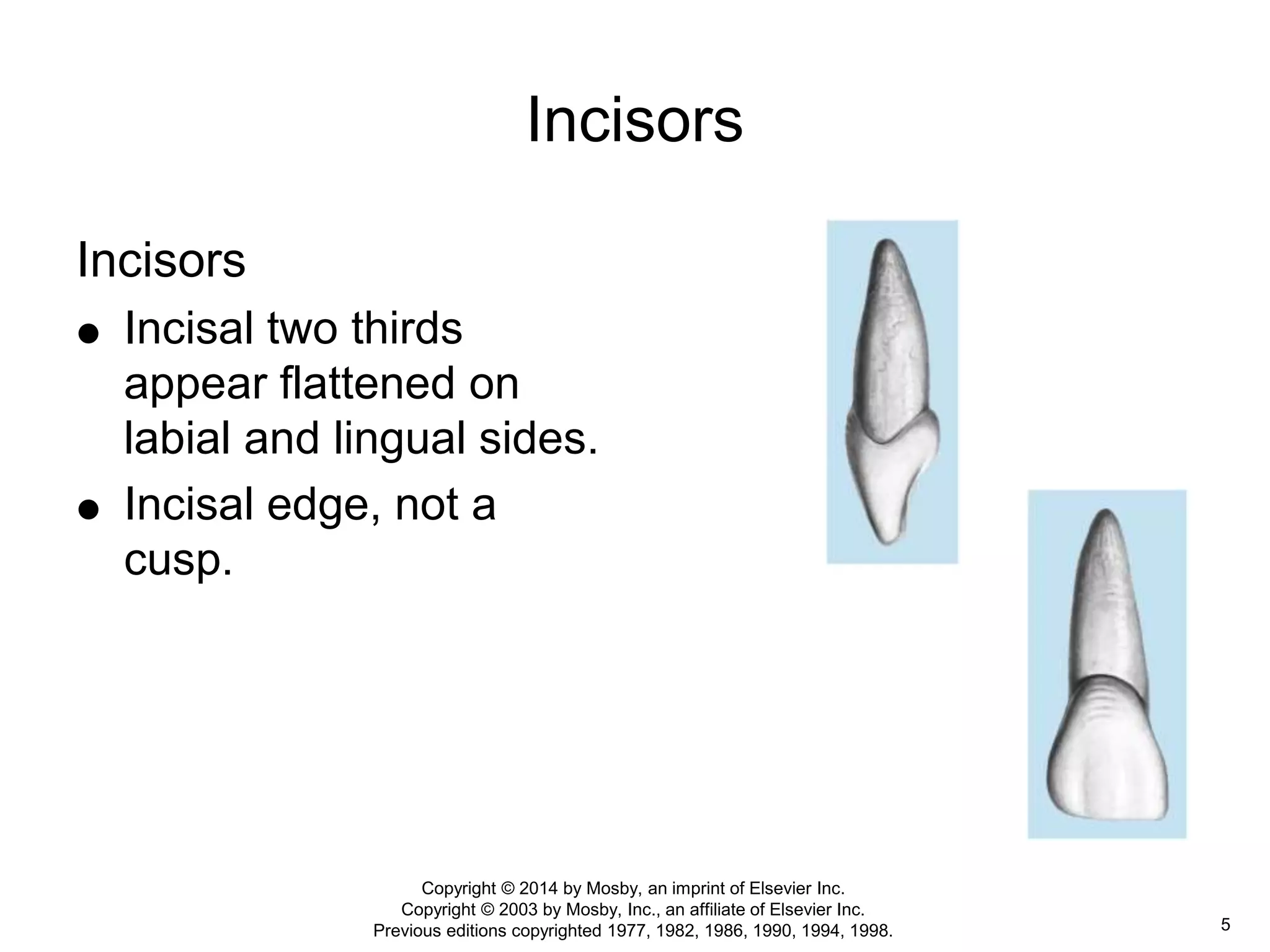 Oral Anatomy: Tooth identification | PPTX