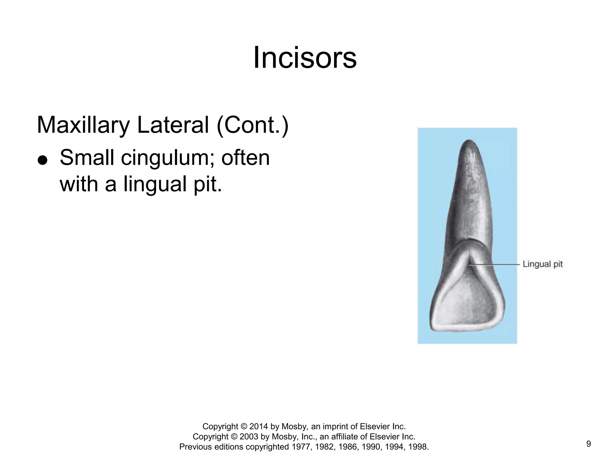 Oral Anatomy: Tooth identification | PPTX