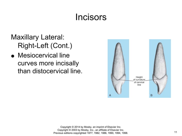 Oral Anatomy: Tooth identification | PPTX