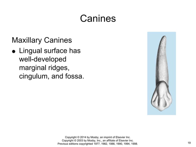 Oral Anatomy: Tooth identification | PPTX