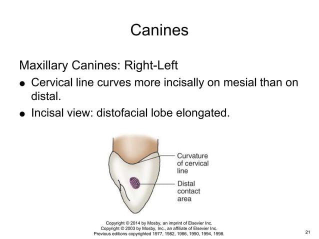 Oral Anatomy: Tooth identification | PPTX