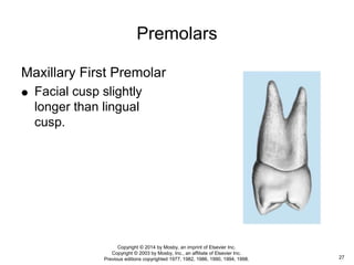 Oral Anatomy: Tooth identification | PPTX