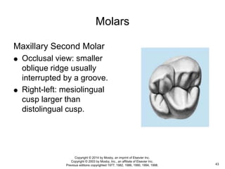 Oral Anatomy: Tooth identification | PPTX