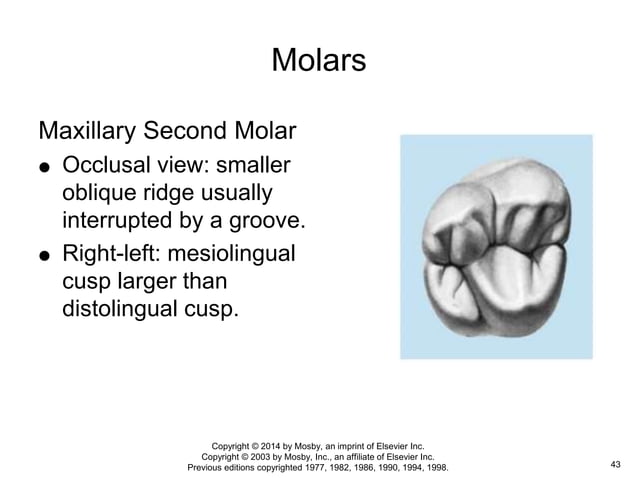 Oral Anatomy: Tooth identification | PPTX