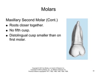 Oral Anatomy: Tooth identification | PPTX