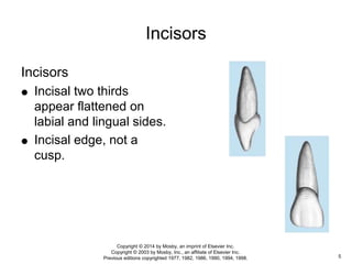 Oral Anatomy: Tooth identification | PPTX