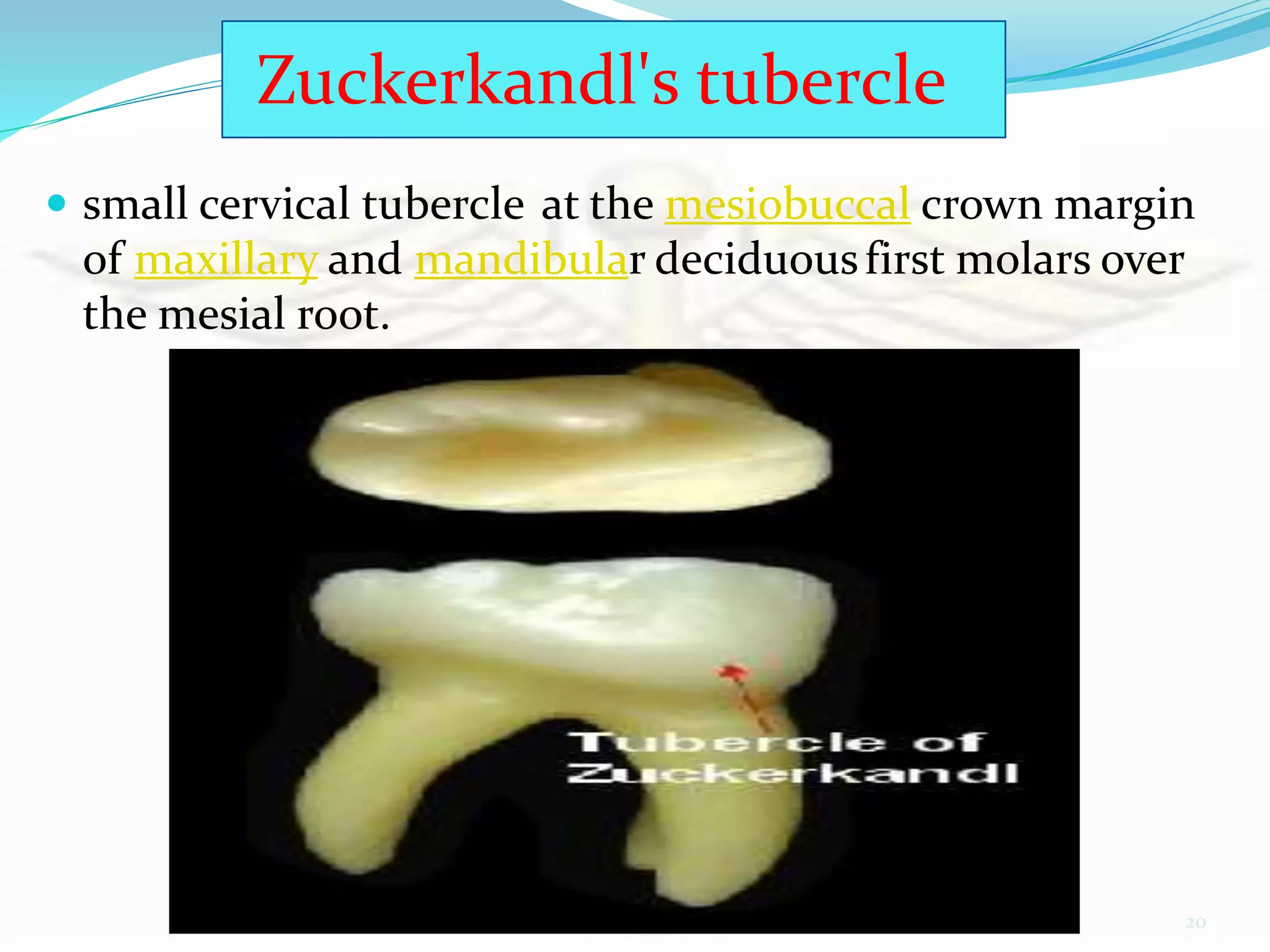Tooth morphology...the architecture of god | PPTX