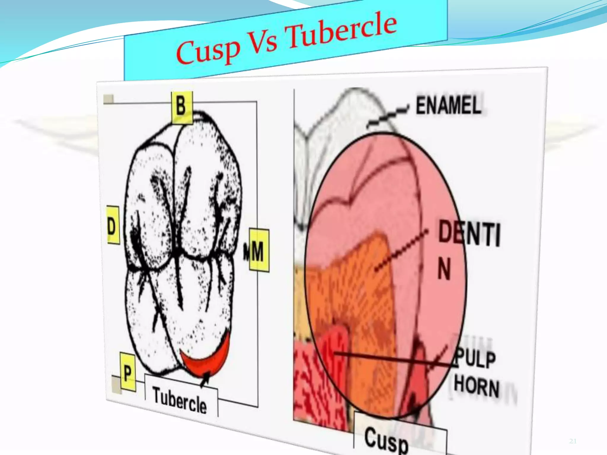 Tooth morphology...the architecture of god | PPTX