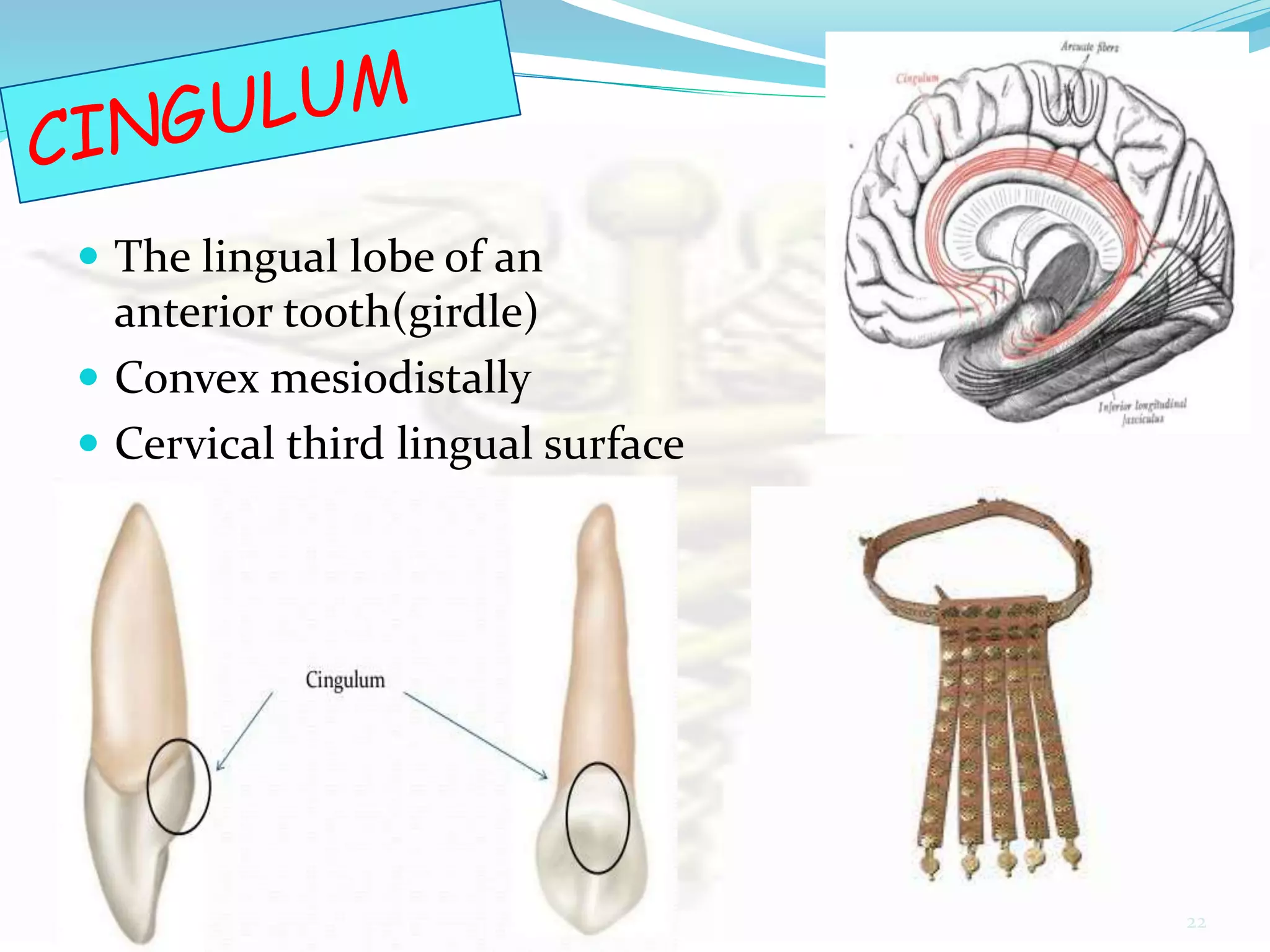 Tooth morphology...the architecture of god | PPTX