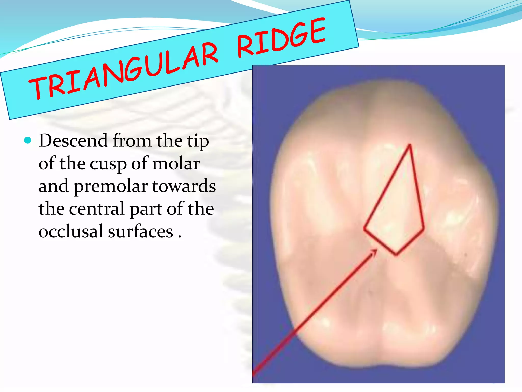 Tooth morphology...the architecture of god | PPTX