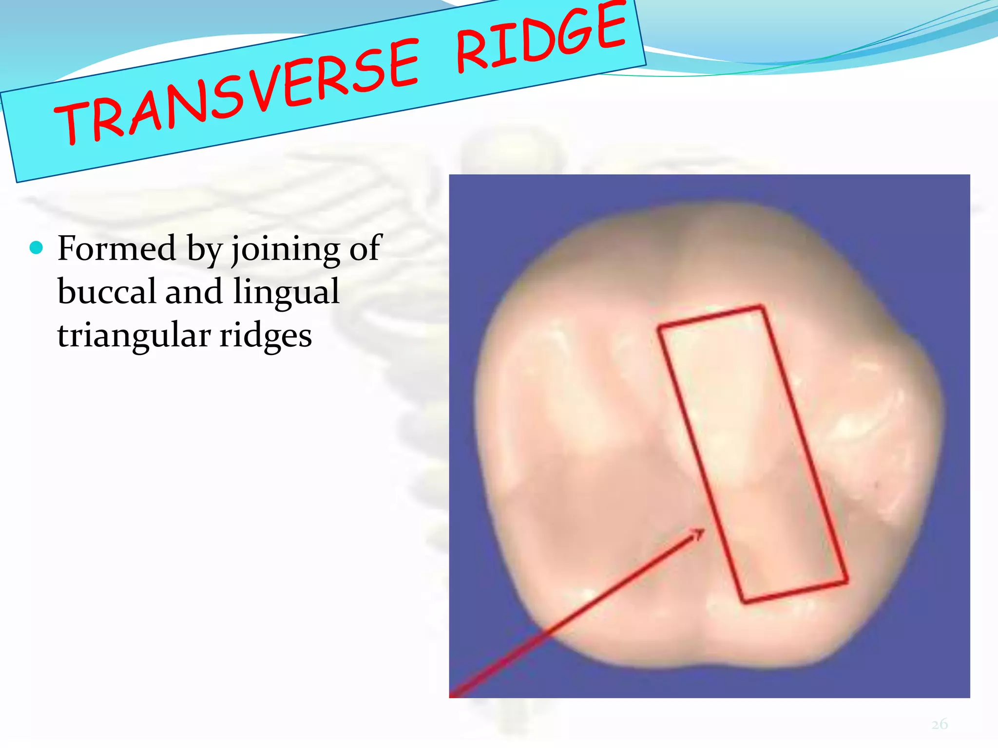 Tooth morphology...the architecture of god | PPTX
