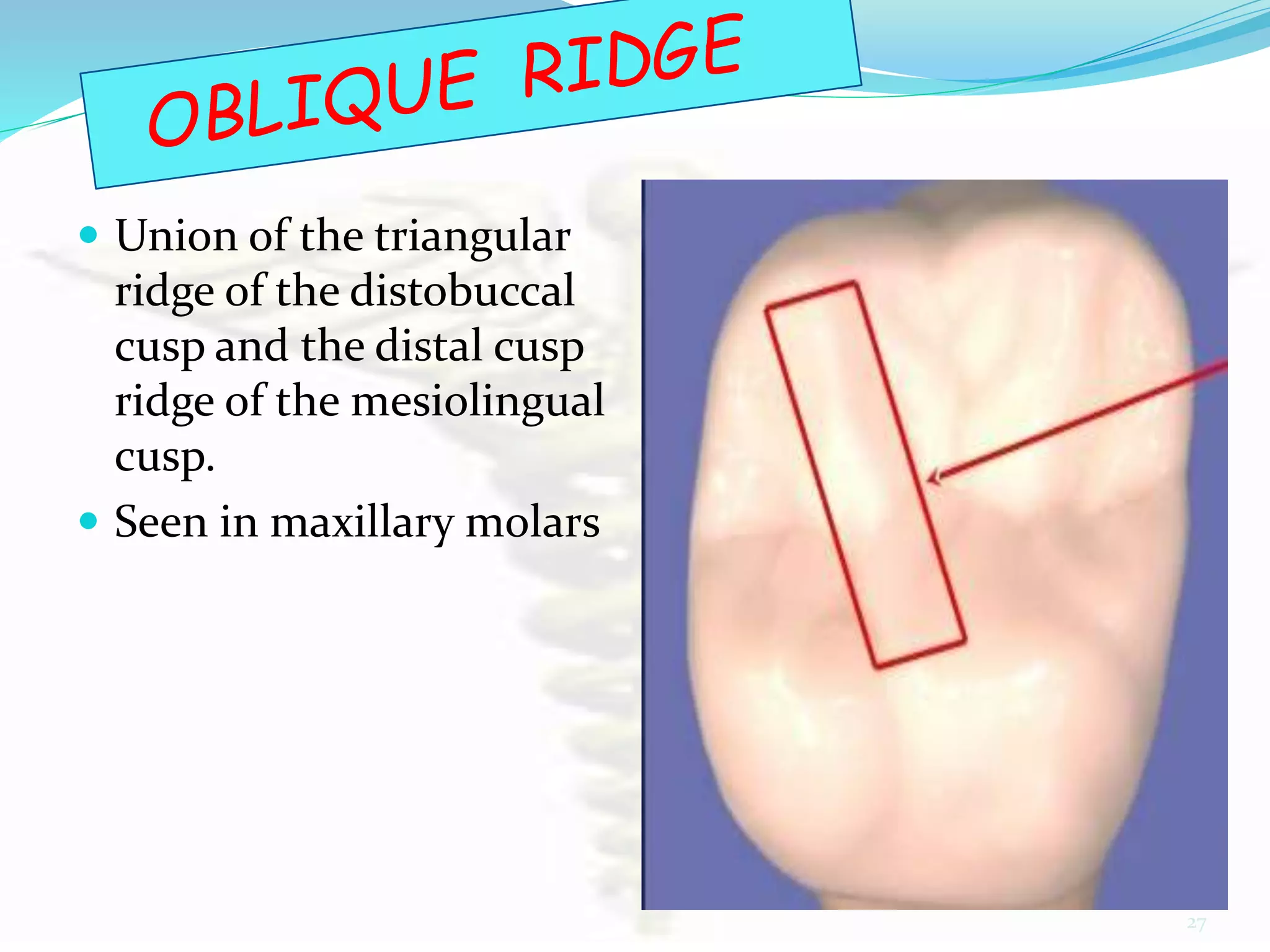 Tooth morphology...the architecture of god | PPTX