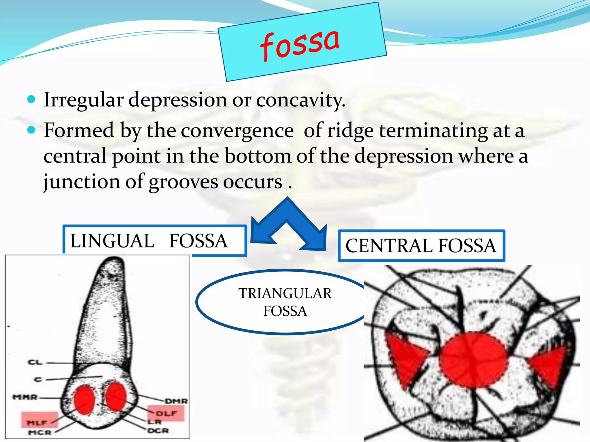 Tooth morphology...the architecture of god | PPTX