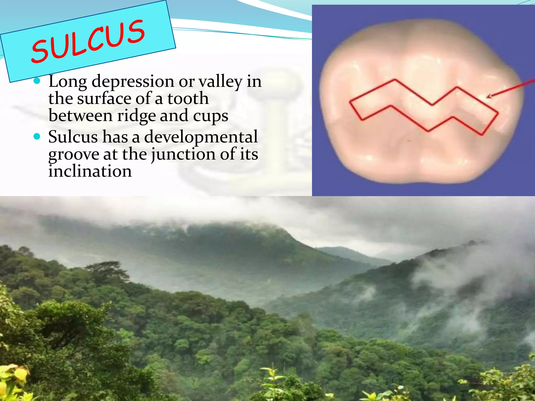 Tooth morphology...the architecture of god | PPTX