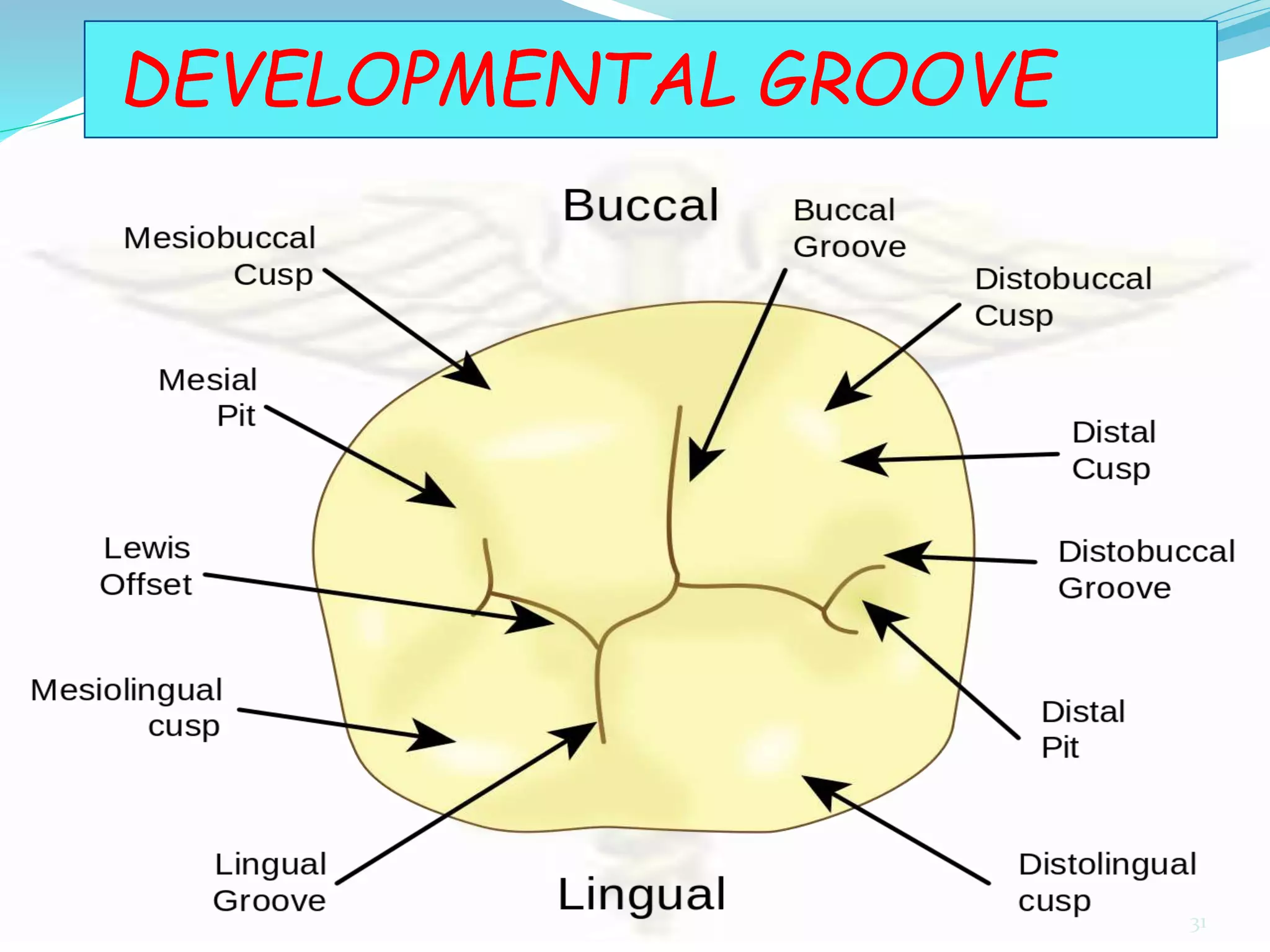 Tooth morphology...the architecture of god | PPTX