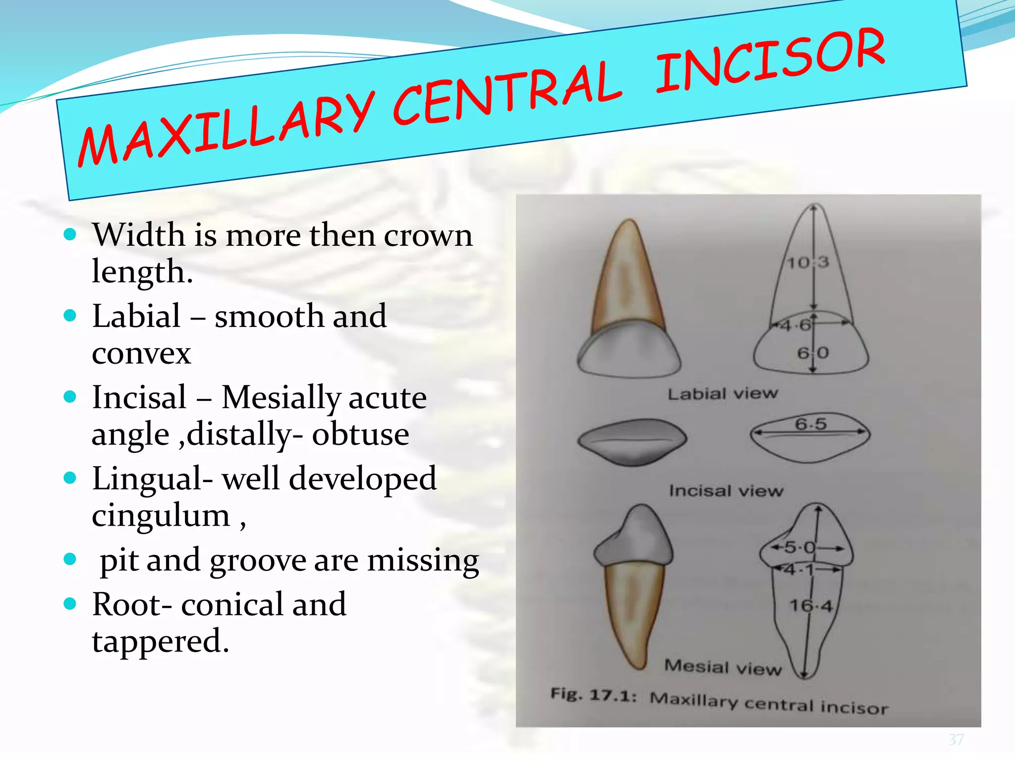 Tooth morphology...the architecture of god | PPTX