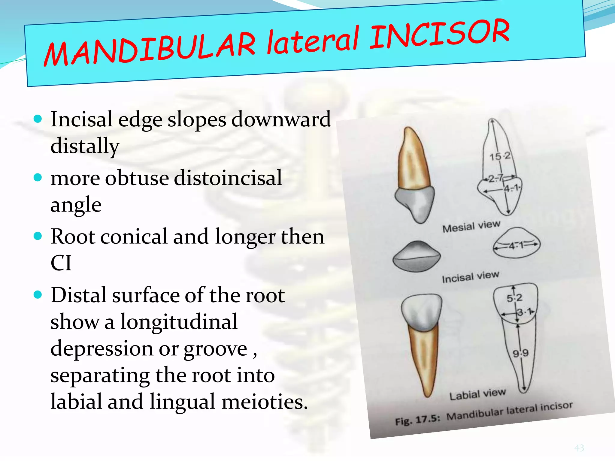 Tooth morphology...the architecture of god | PPTX