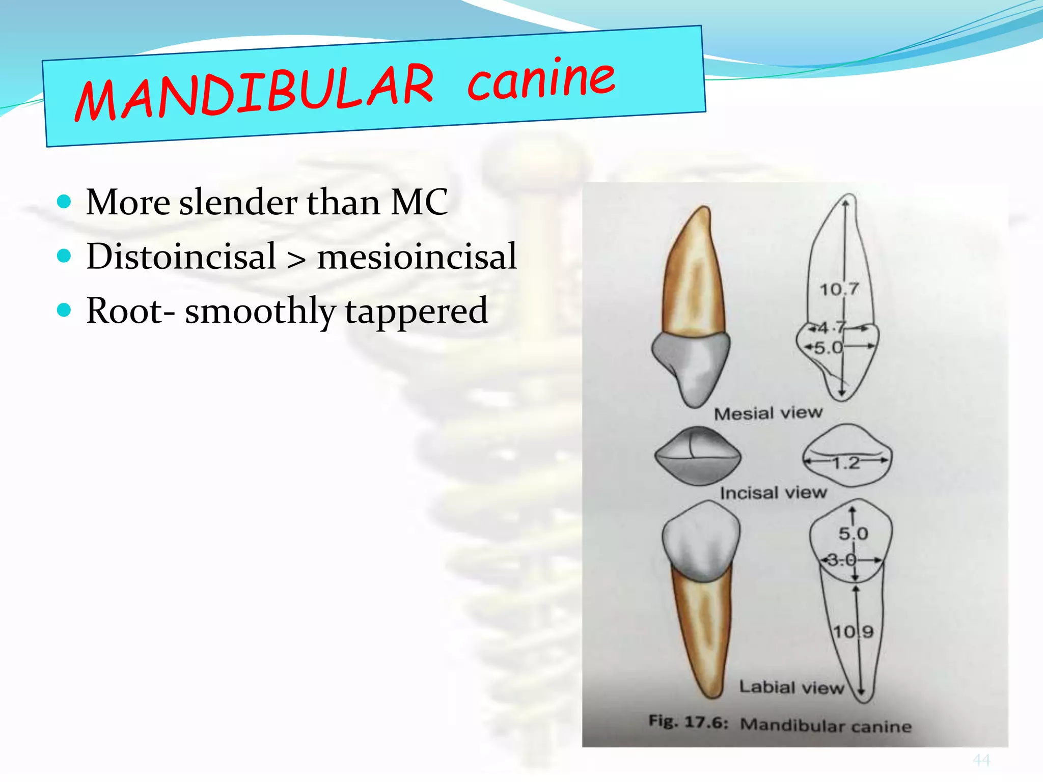 Tooth morphology...the architecture of god | PPT