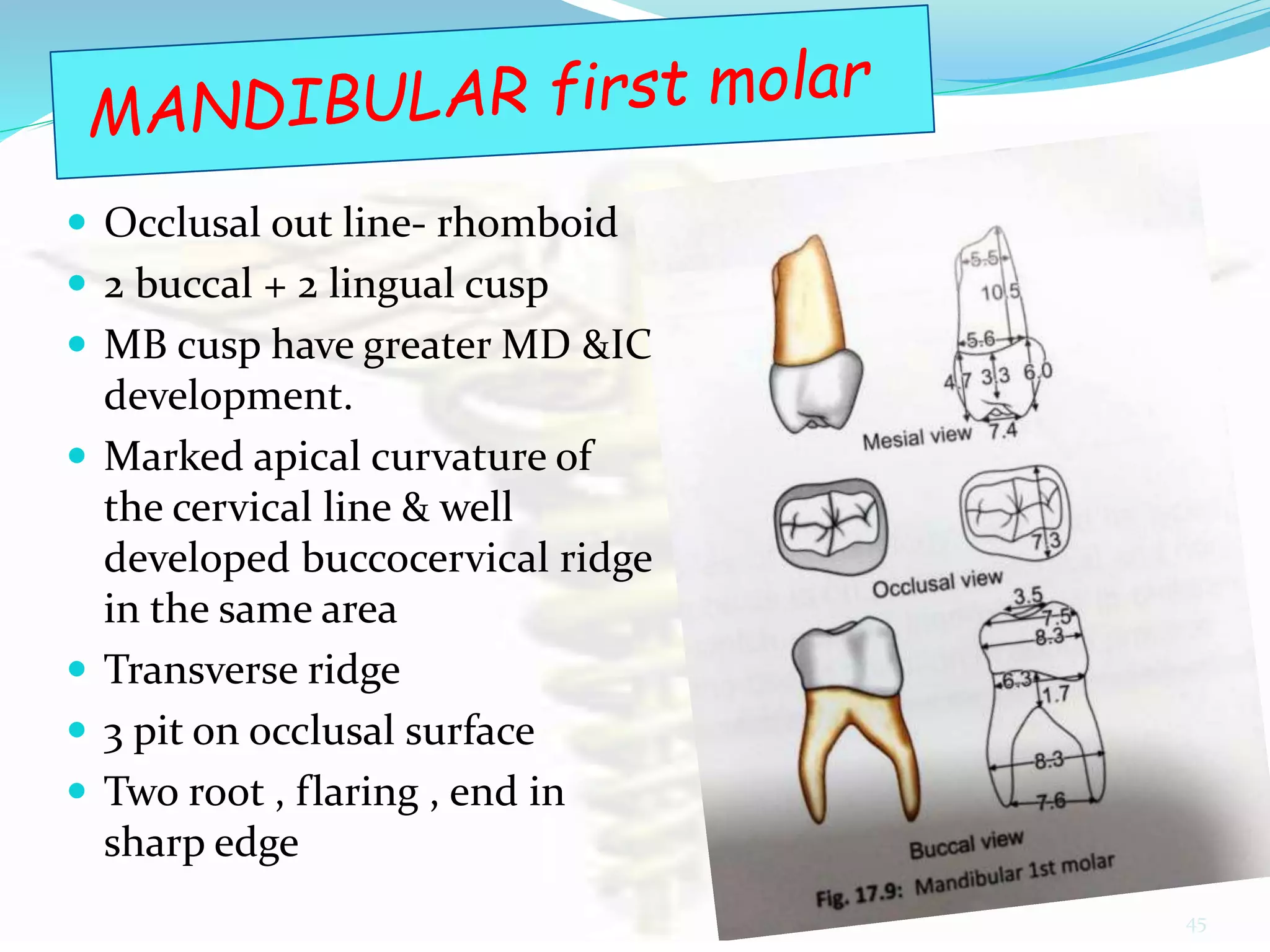 Tooth morphology...the architecture of god | PPTX