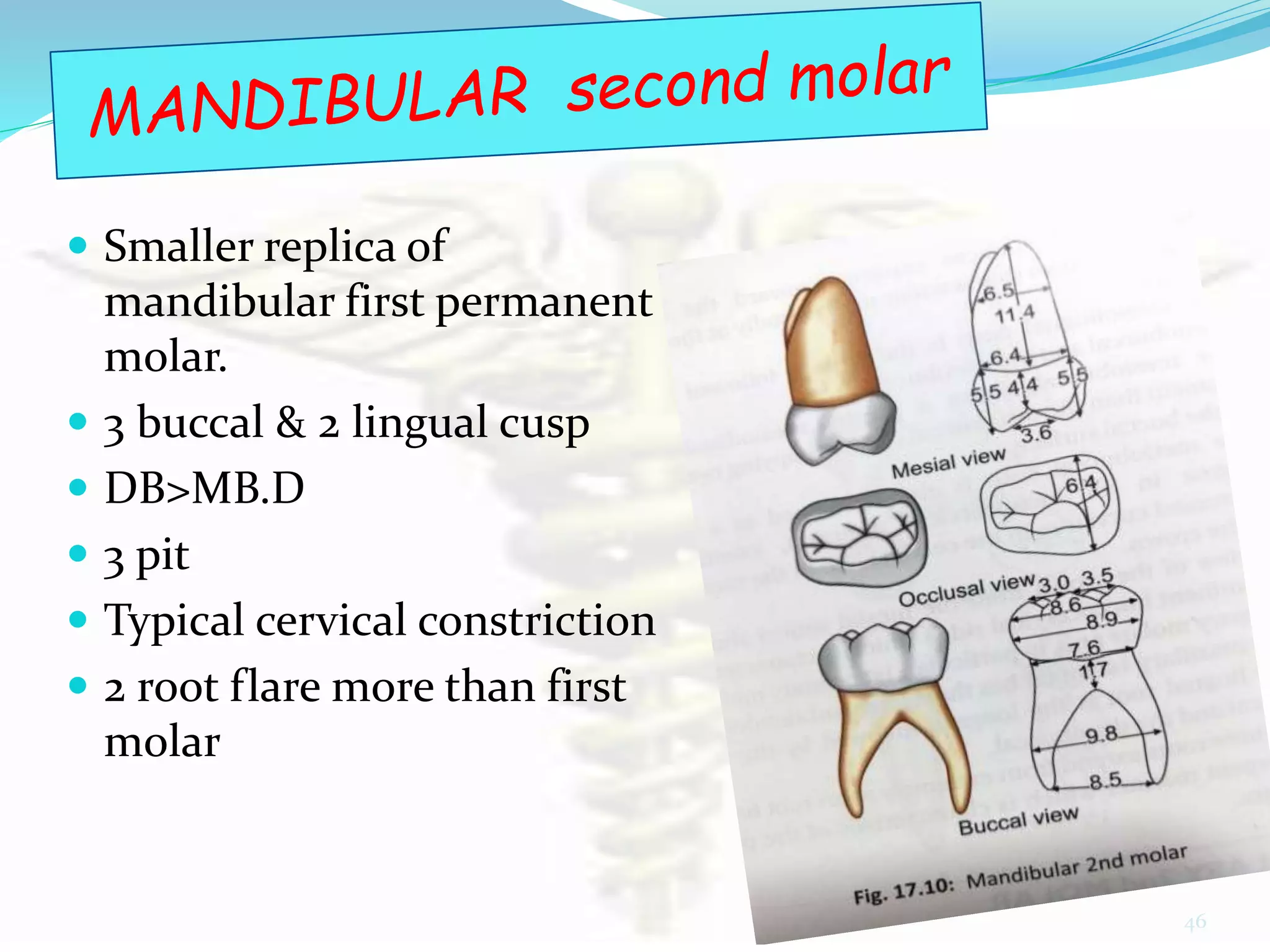 Tooth morphology...the architecture of god | PPTX