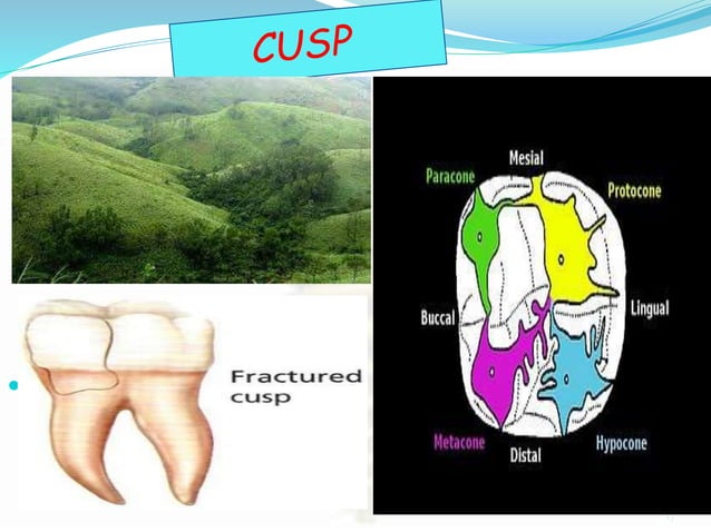 Tooth morphology...the architecture of god | PPT