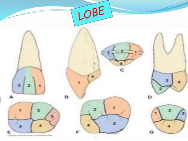 Tooth morphology...the architecture of god | PPT