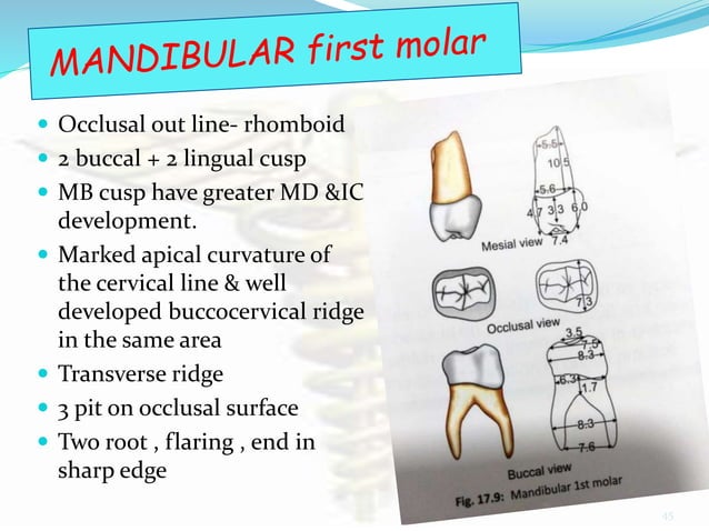 Tooth morphology...the architecture of god | PPT