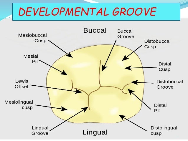 Tooth morphology...the architecture of god