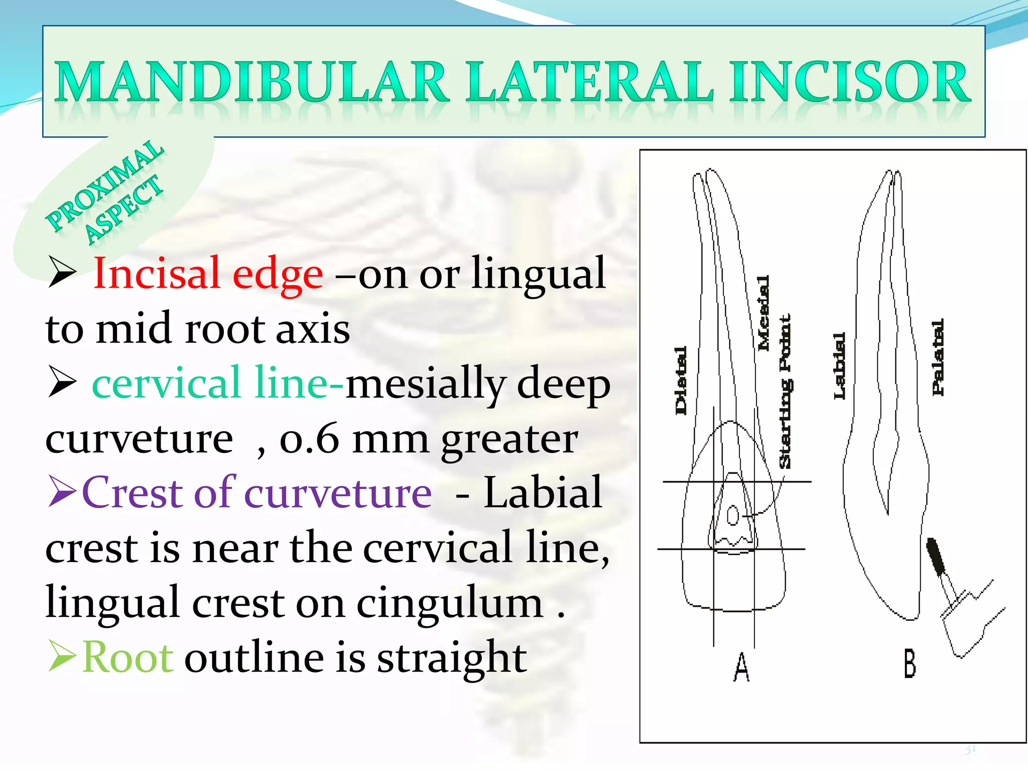 Tooth morphology...the architecture of part 2 for slide share | PPTX