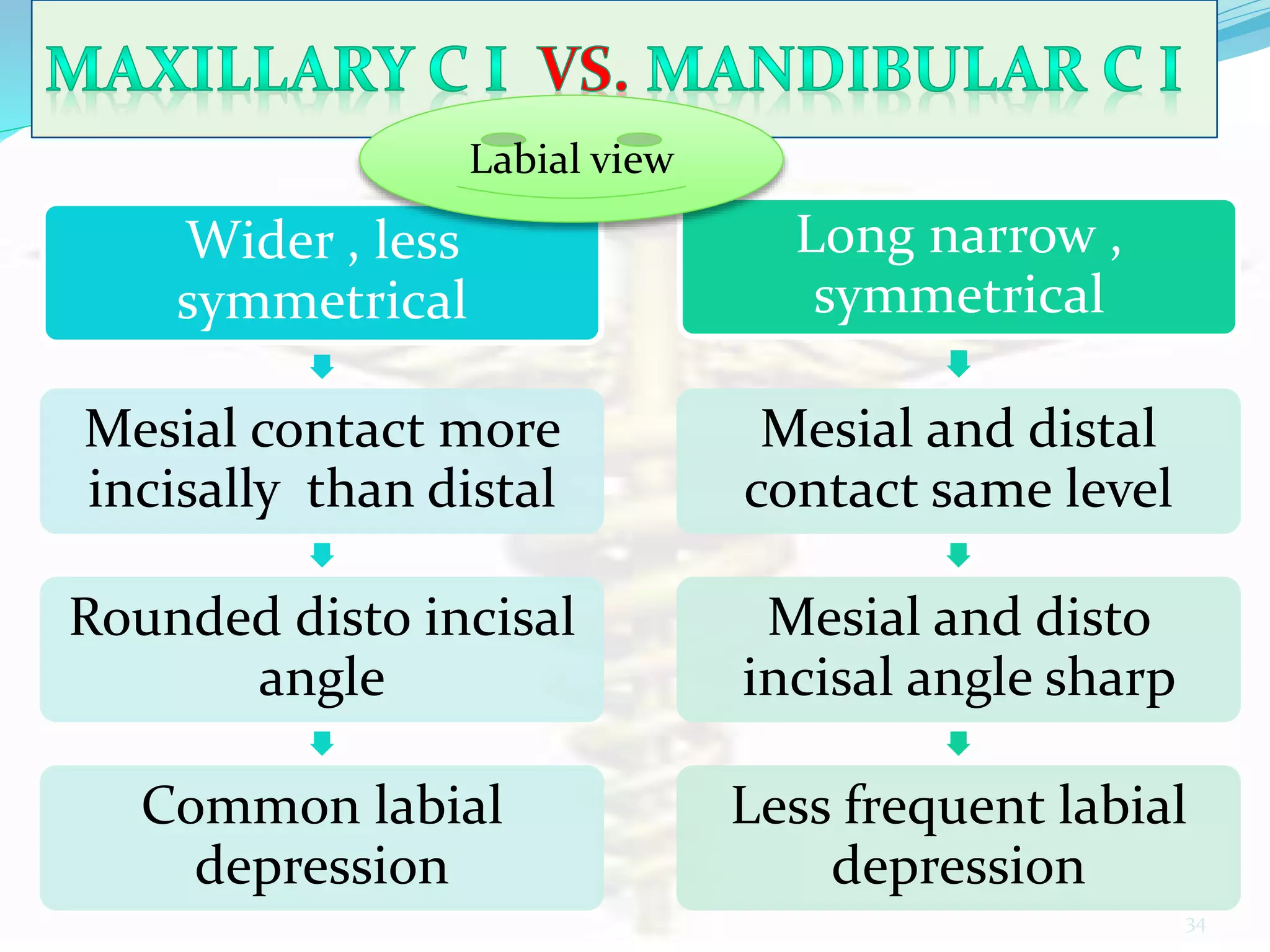 Tooth morphology...the architecture of part 2 for slide share | PPTX