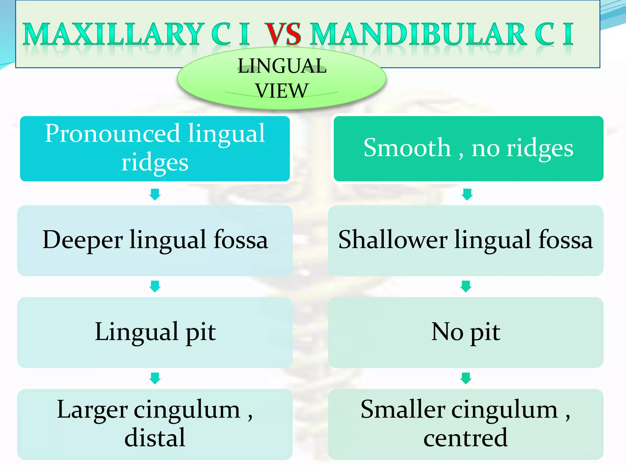 Tooth morphology...the architecture of part 2 for slide share | PPTX