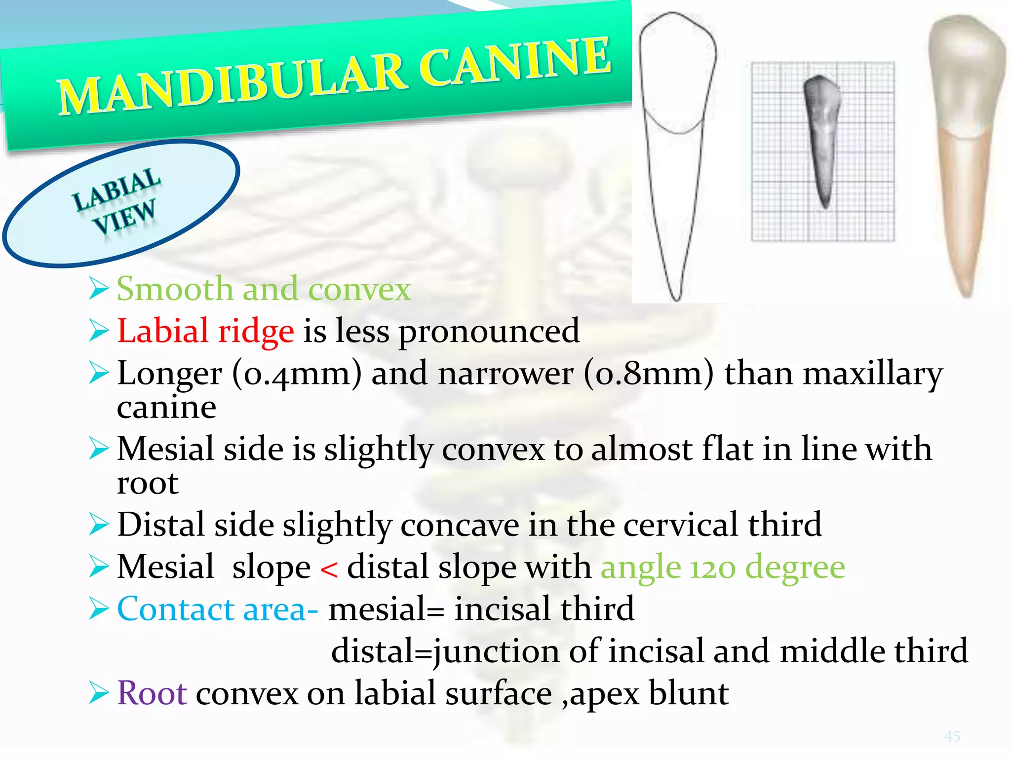 Tooth morphology...the architecture of part 2 for slide share | PPTX
