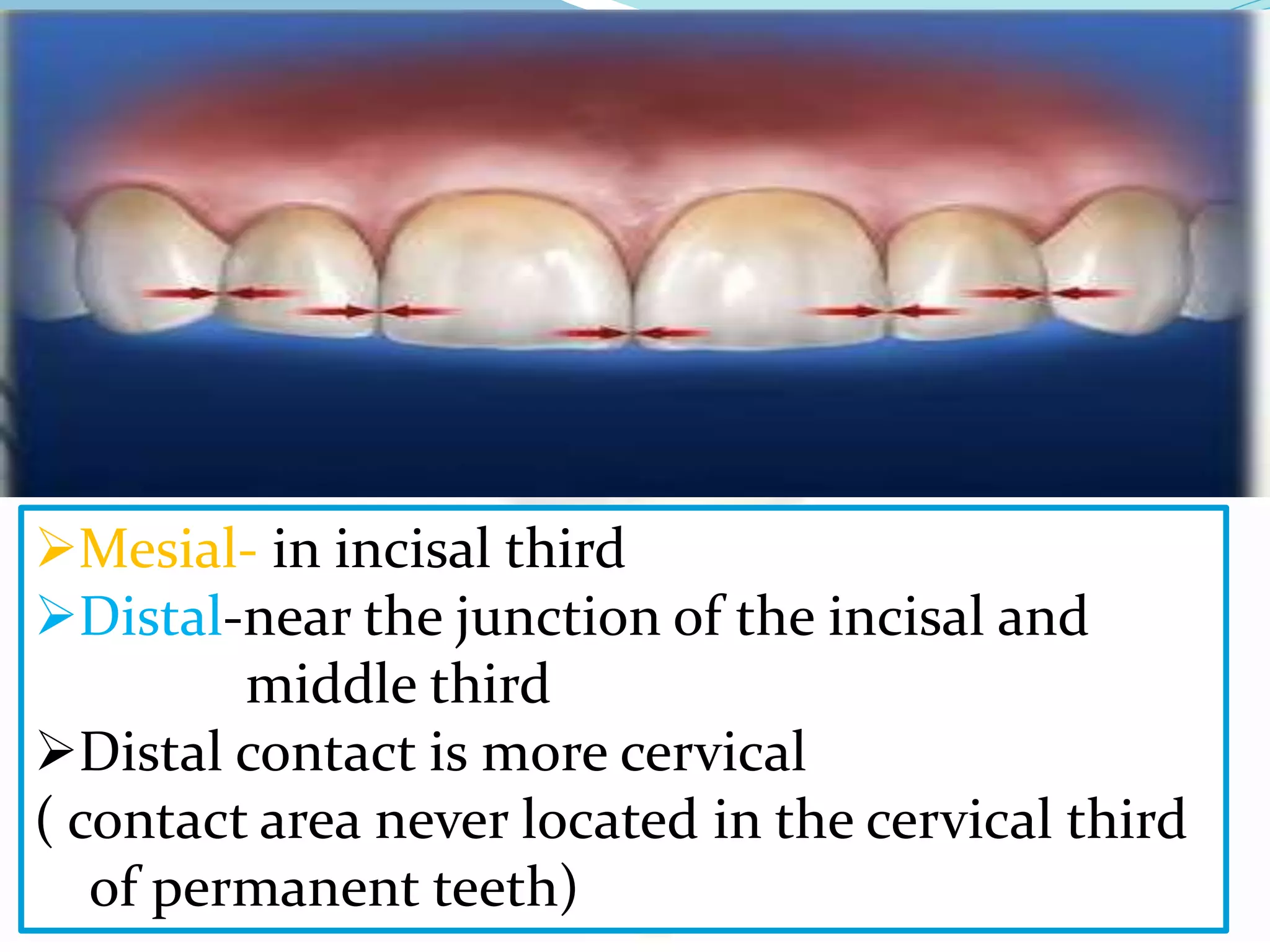 Tooth morphology...the architecture of part 2 for slide share | PPTX