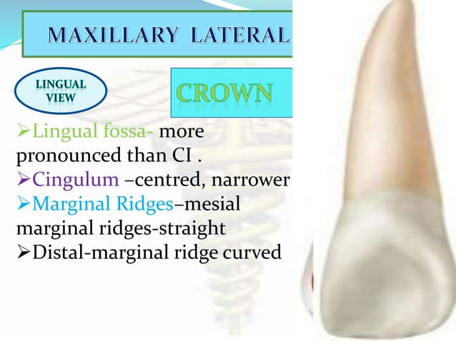 Tooth morphology...the architecture of part 2 for slide share | PPTX