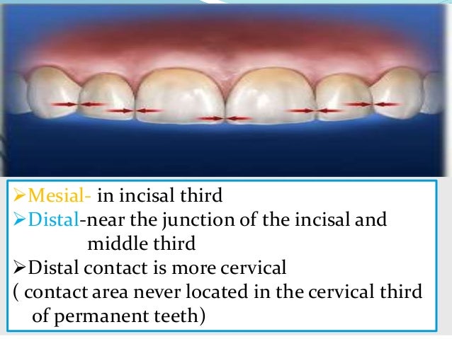 Tooth morphology...the architecture of part 2 for slide share