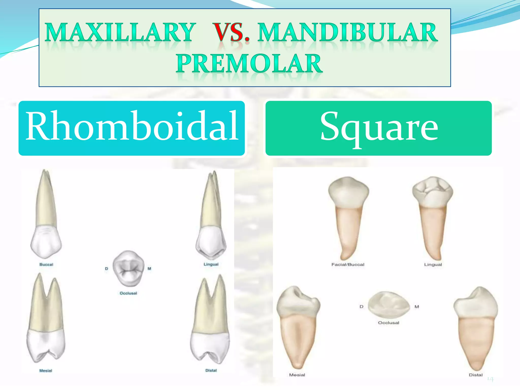 Tooth morphology...the architecture of part 3.....premolar and molar | PPTX