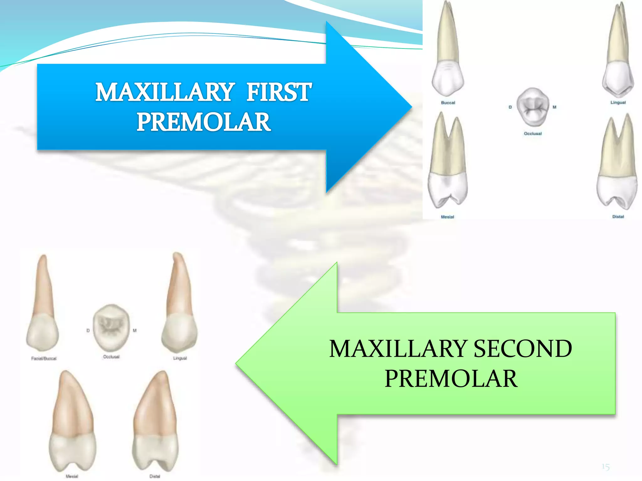 Tooth morphology...the architecture of part 3.....premolar and molar | PPTX