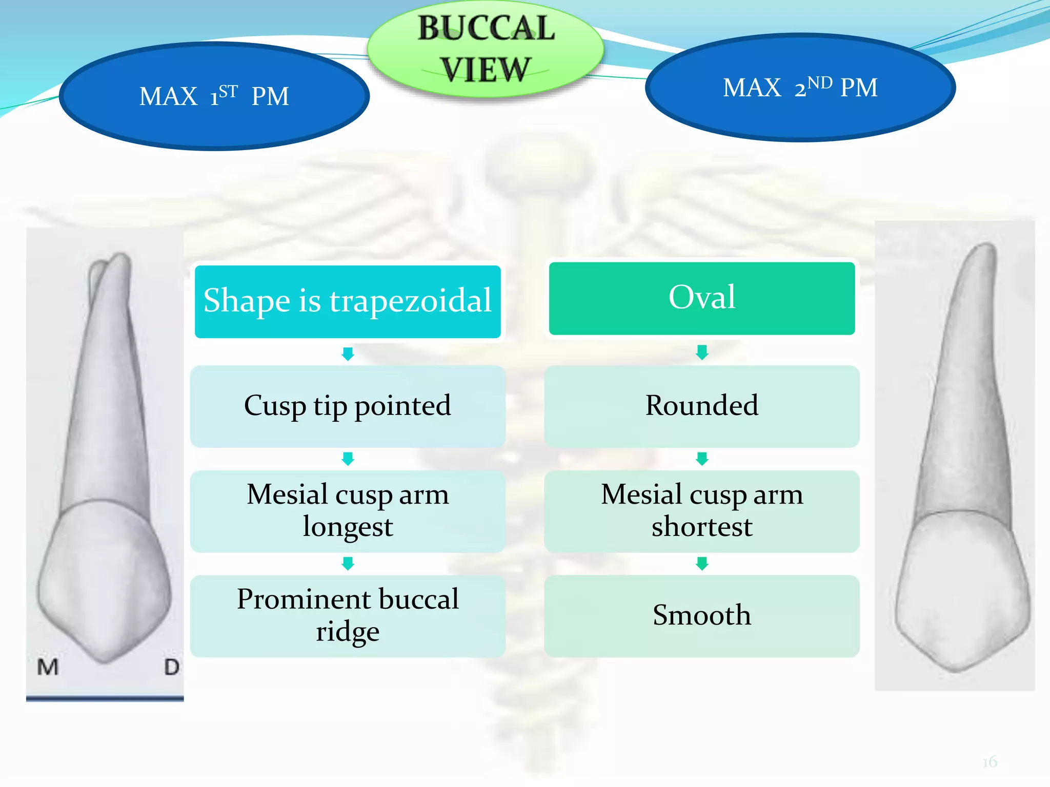 Tooth morphology...the architecture of part 3.....premolar and molar | PPTX