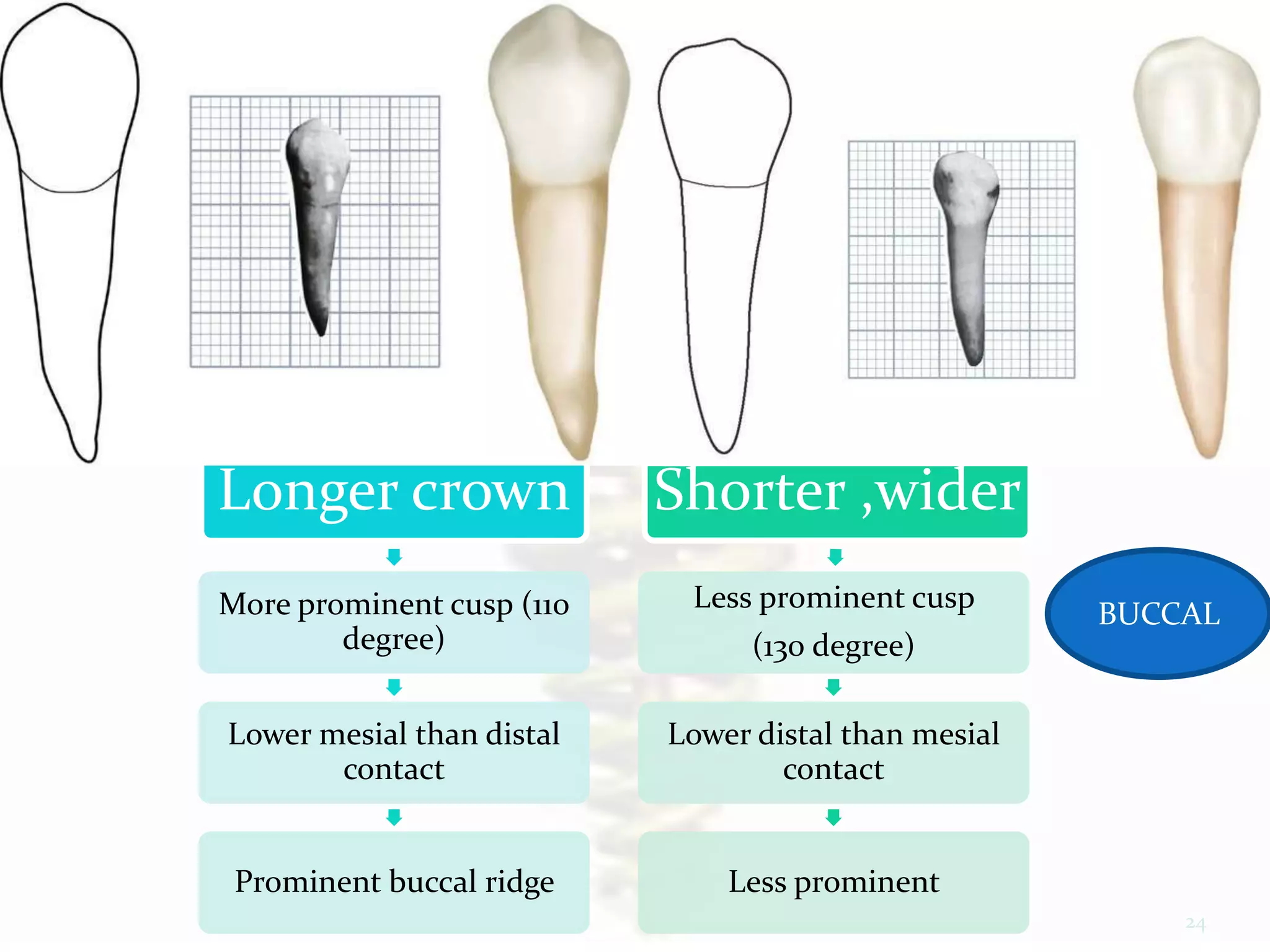 Tooth morphology...the architecture of part 3.....premolar and molar | PPTX