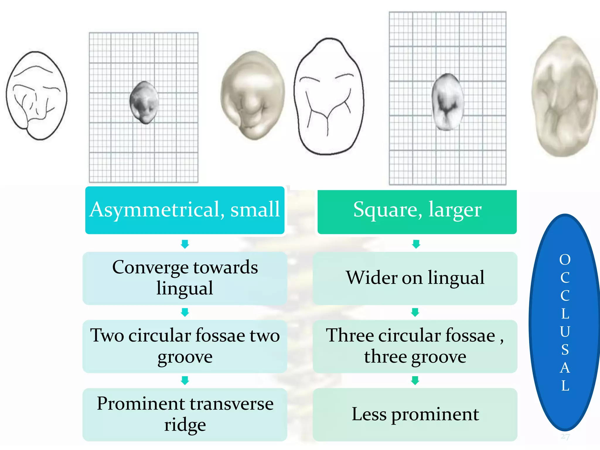 Tooth morphology...the architecture of part 3.....premolar and molar | PPTX