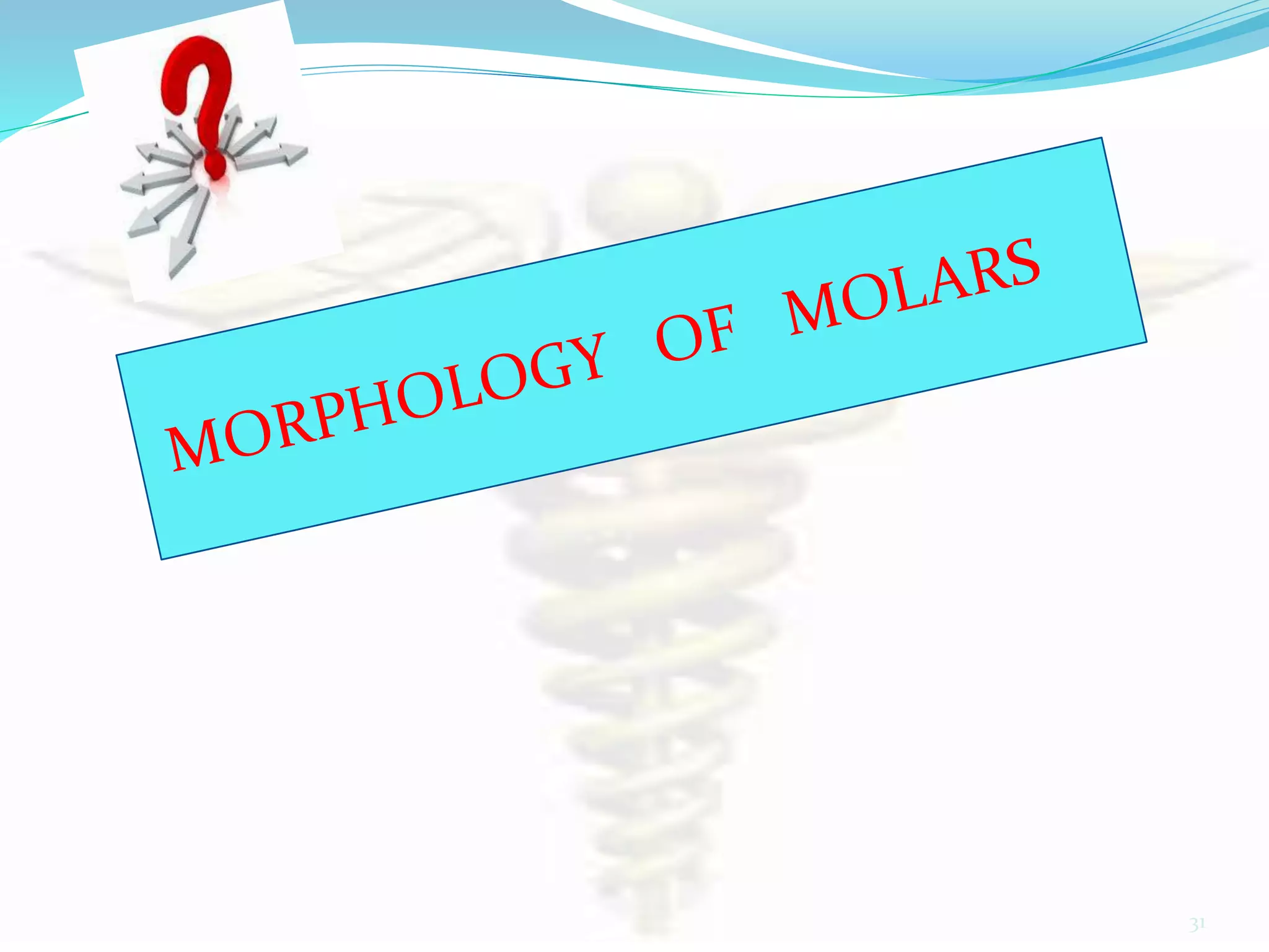 Tooth morphology...the architecture of part 3.....premolar and molar | PPTX