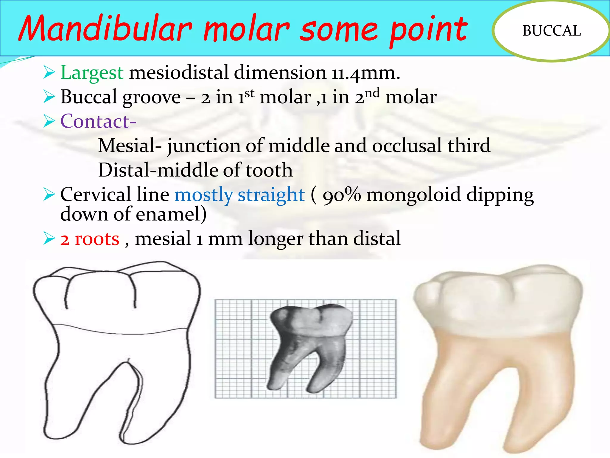 Tooth morphology...the architecture of part 3.....premolar and molar | PPTX