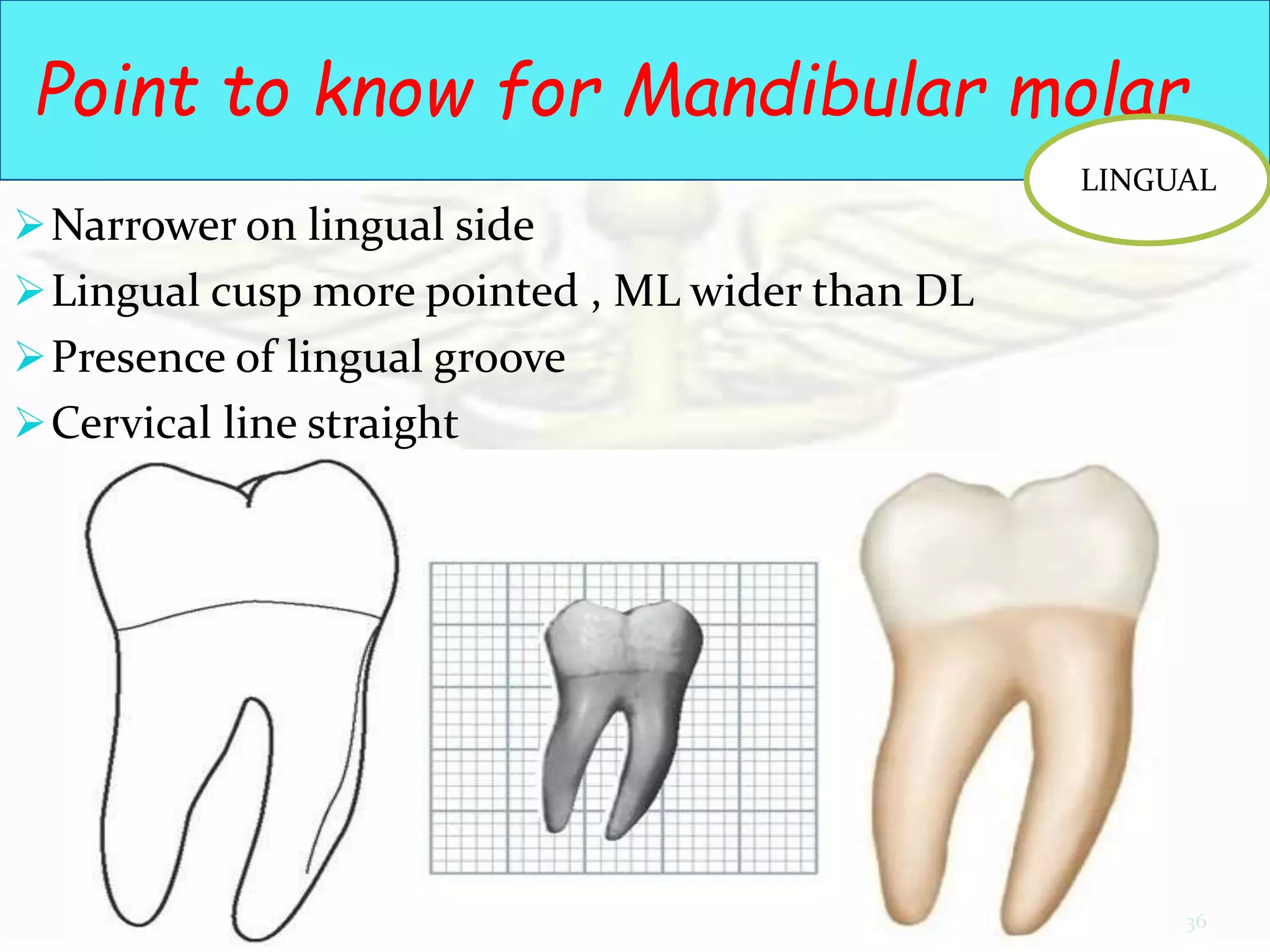 Tooth morphology...the architecture of part 3.....premolar and molar | PPTX