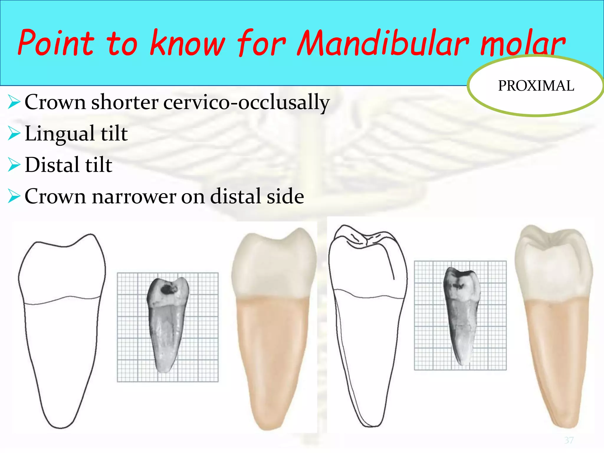 Tooth morphology...the architecture of part 3.....premolar and molar | PPTX
