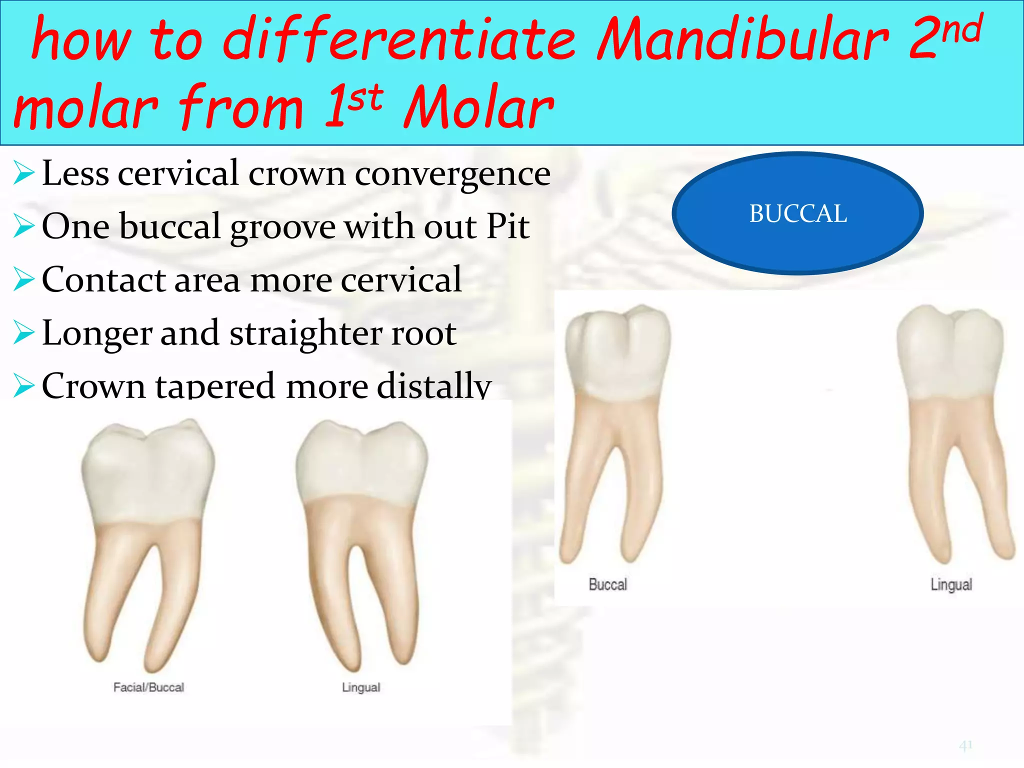 Tooth morphology...the architecture of part 3.....premolar and molar | PPTX